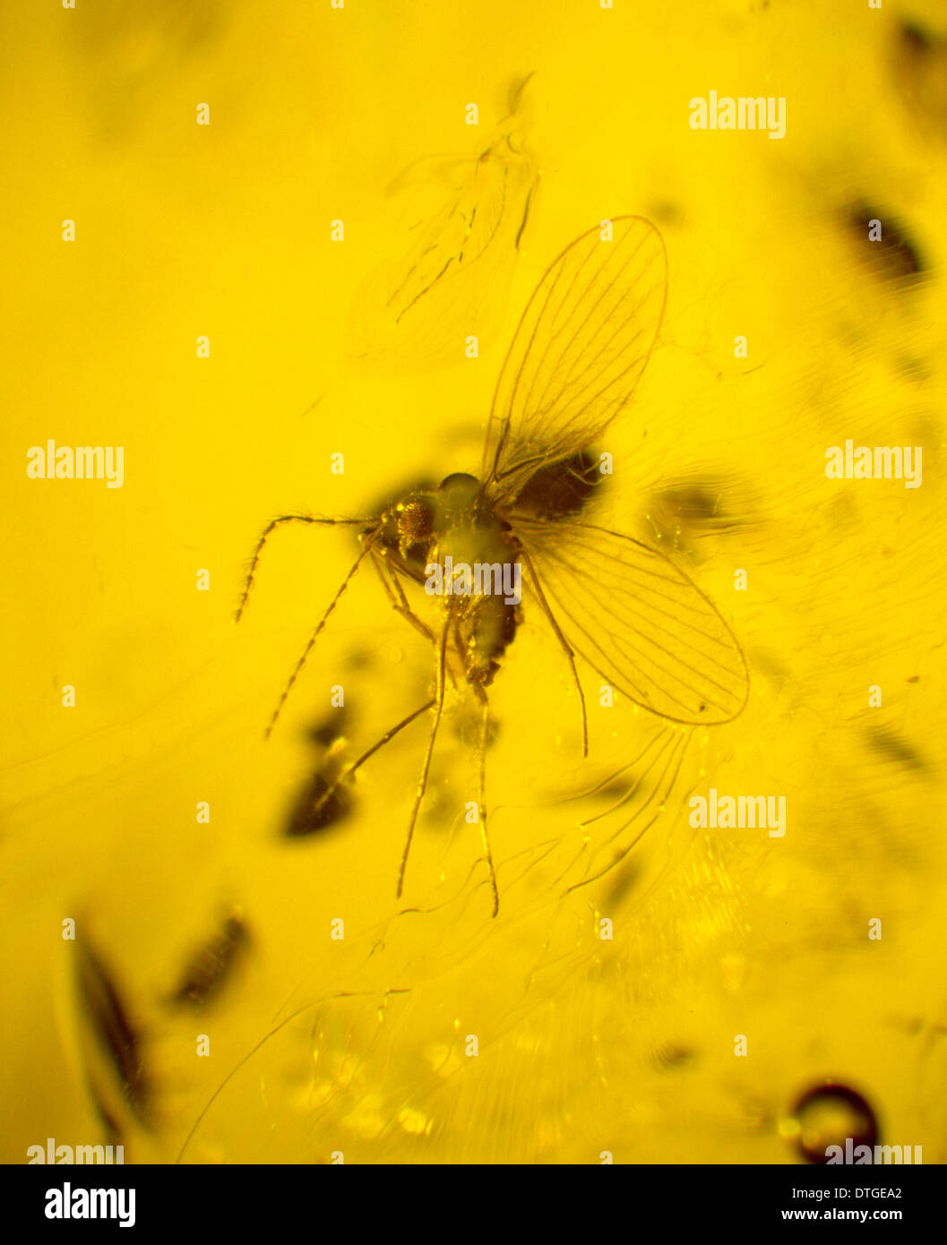 Moth fly in amber Stock Photo - Alamy