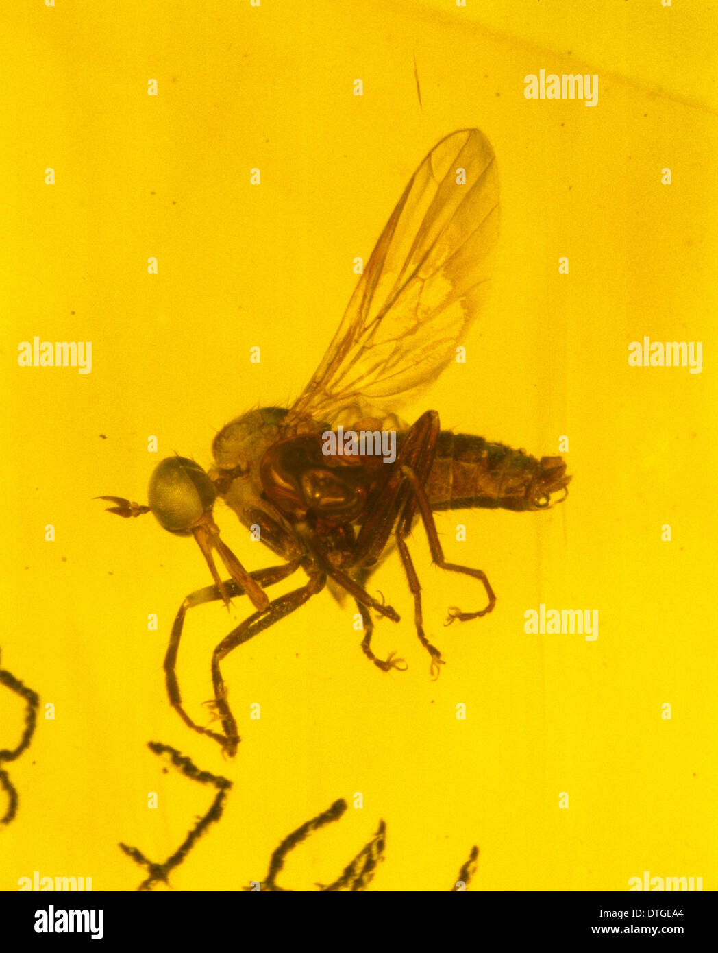 Dance fly in amber Stock Photo - Alamy