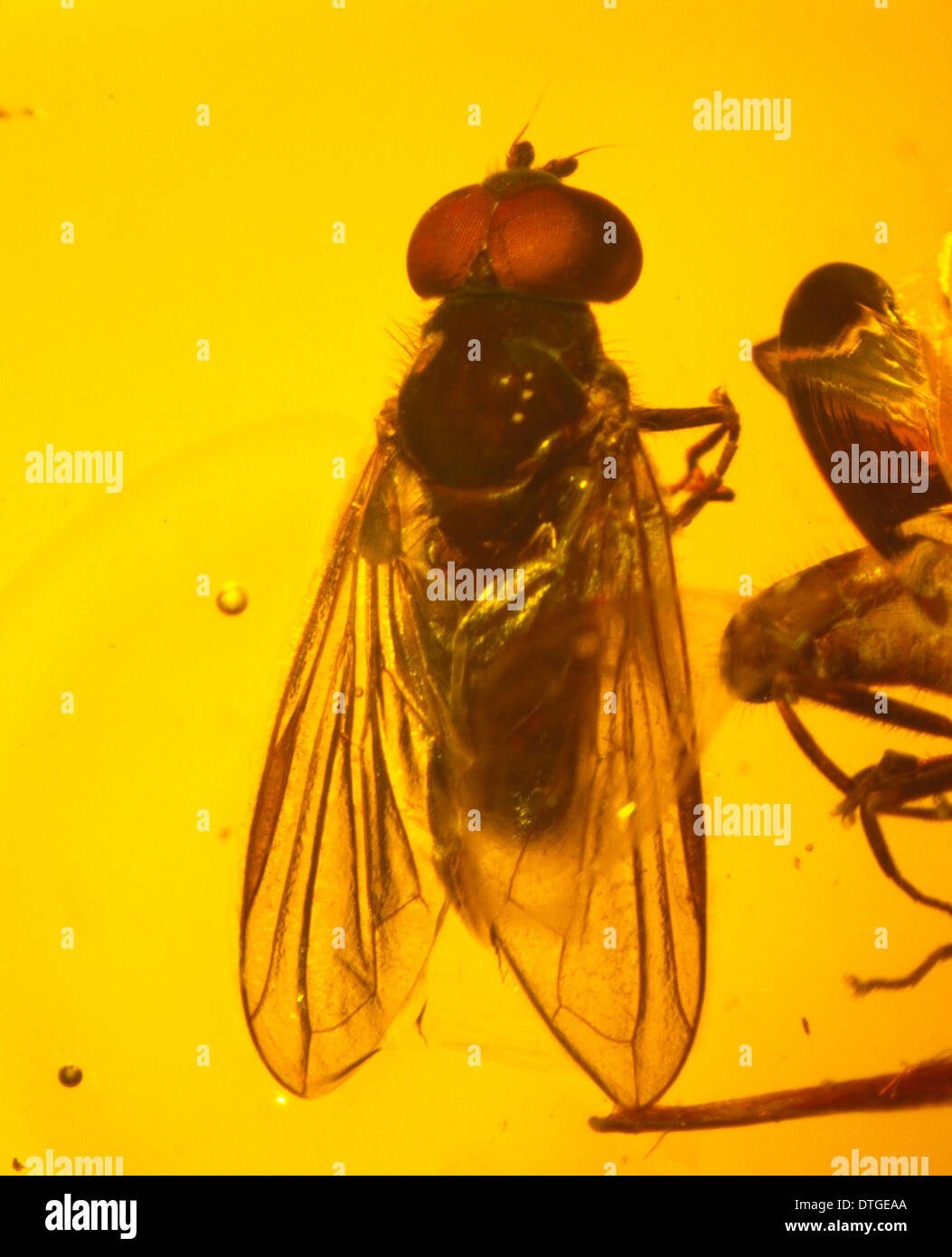 Fly preserved in amber hi-res stock photography and images - Alamy