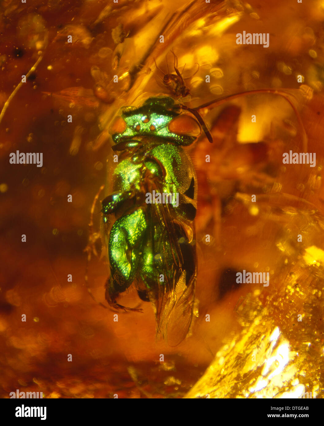 Orchid bee in copal Stock Photo - Alamy