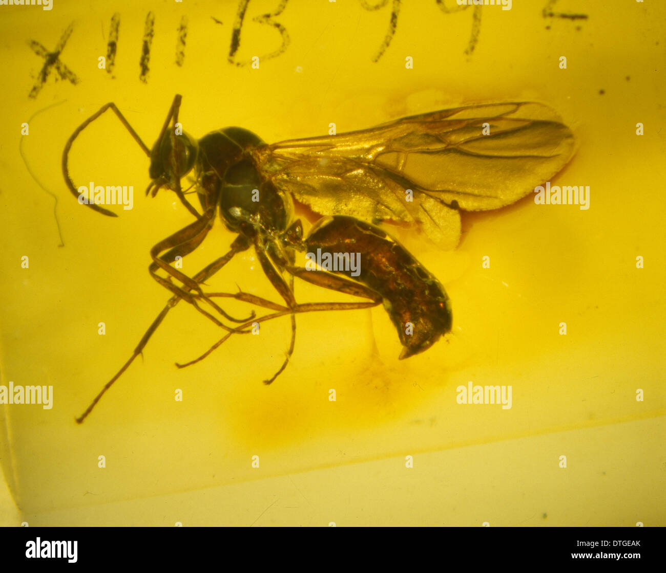 Flying ant amber hi-res stock photography and images - Alamy