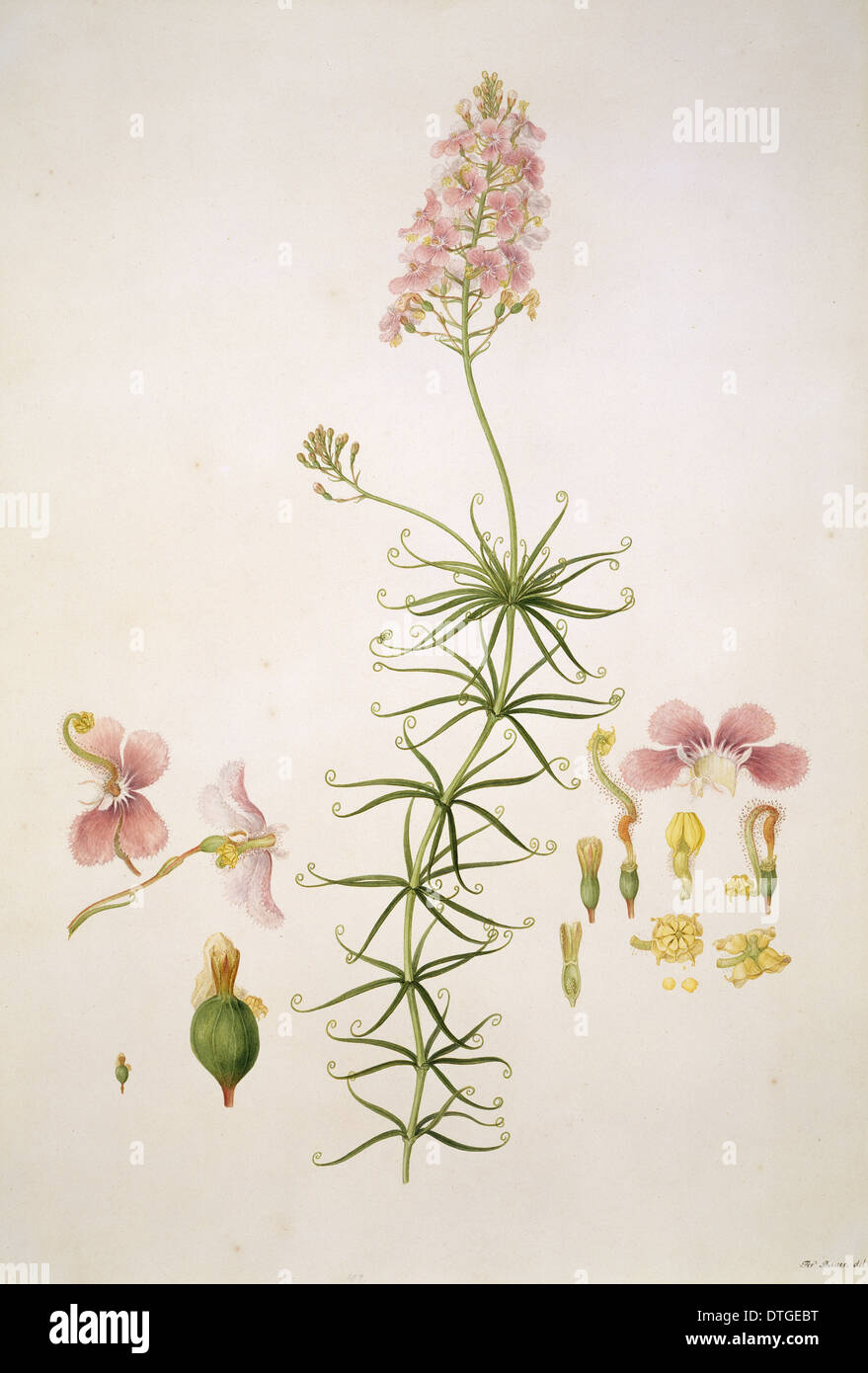 Trigger flower hi-res stock photography and images - Alamy