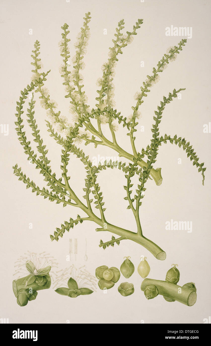 Solitaire palm hi-res stock photography and images - Alamy