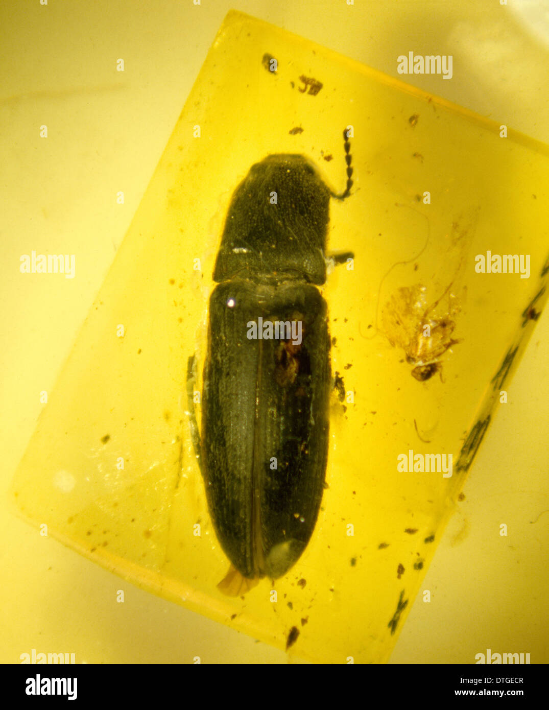 Click beetle in amber Stock Photo - Alamy