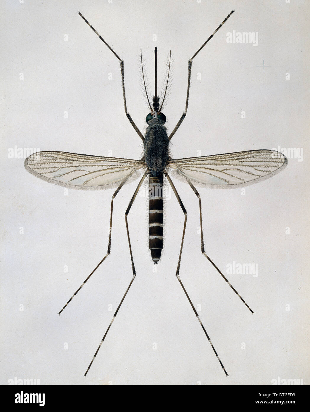 Aedes hi-res stock photography and images - Alamy