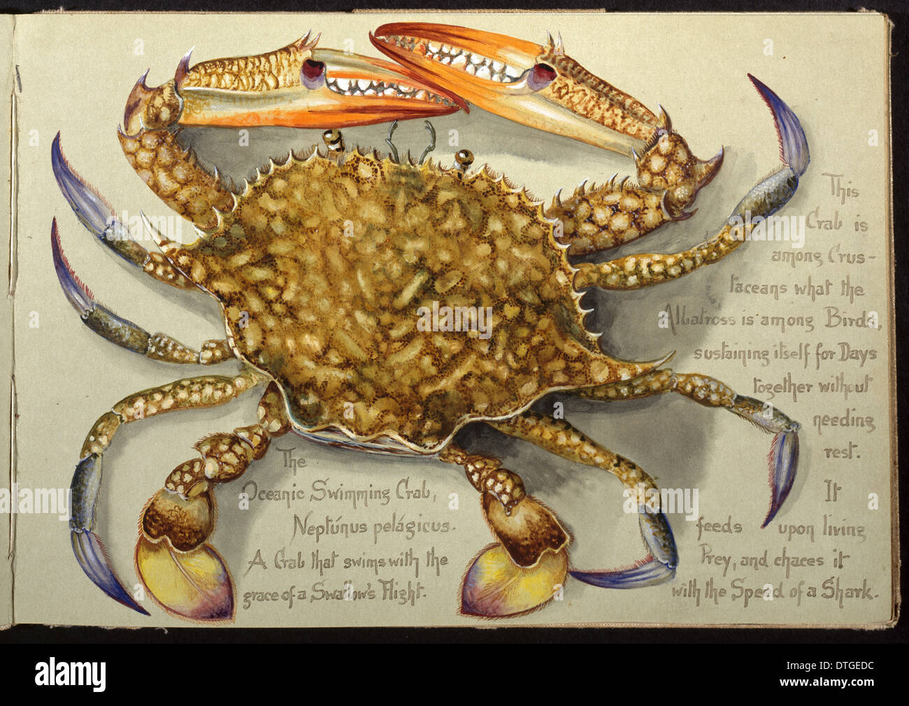 Portunus pelagicus, flower crab Stock Photo - Alamy