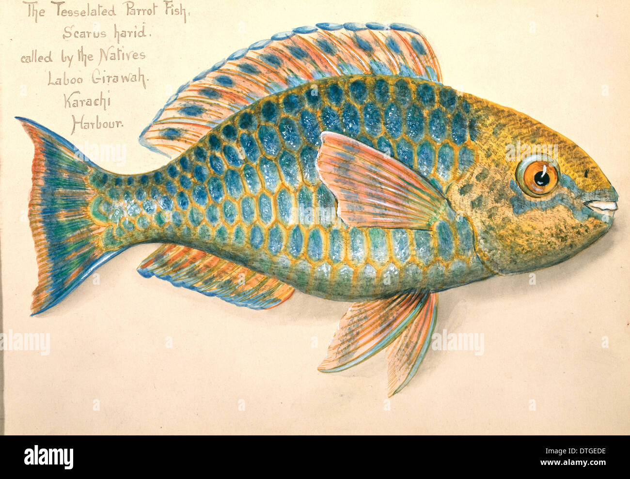 Scarus ghobban, blue-barred parrotfish Stock Photo - Alamy