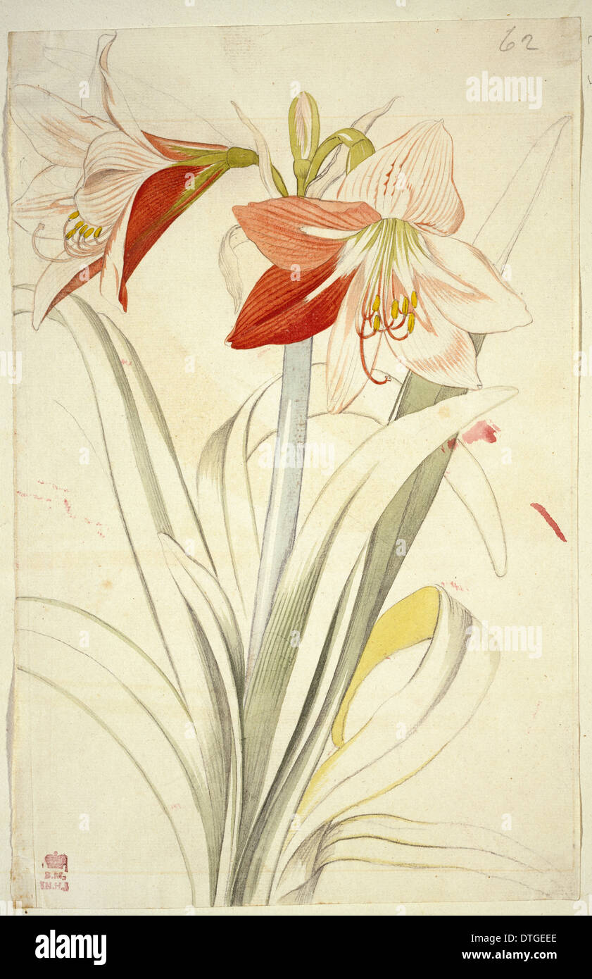 Lily drawing hi-res stock photography and images - Alamy