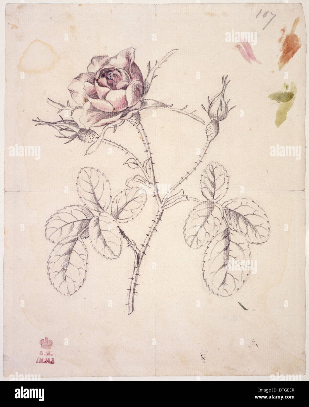 Rosa centifolia, cabbage rose Stock Photo - Alamy