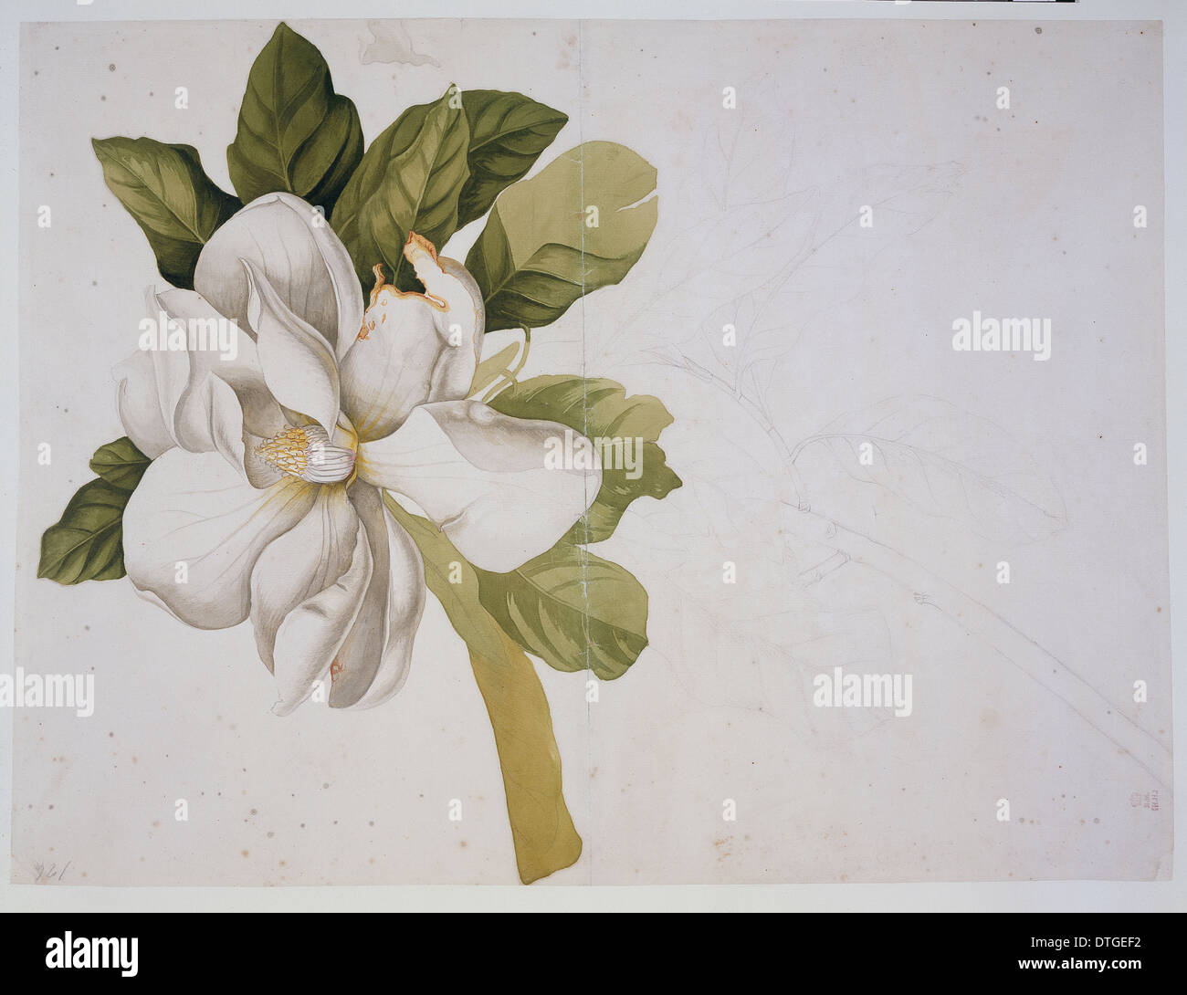 Southern Magnolia Flower Drawing