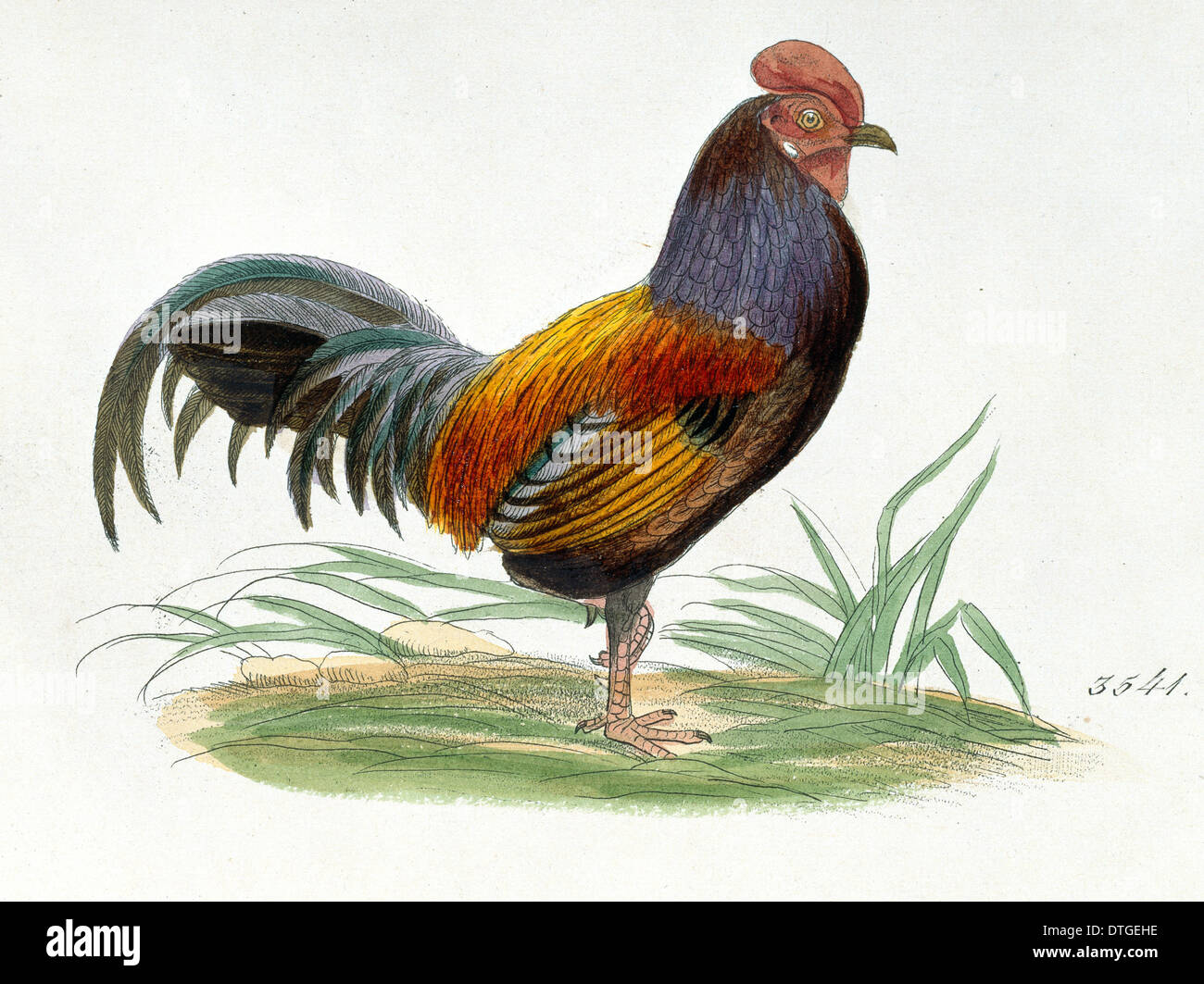 Gallus High Resolution Stock Photography and Images - Alamy