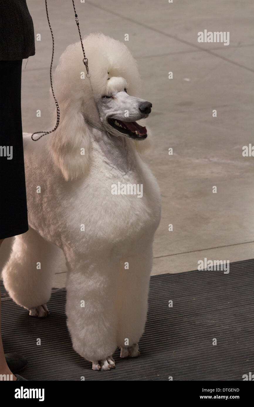 Standard poodle hi-res stock photography and images - Alamy