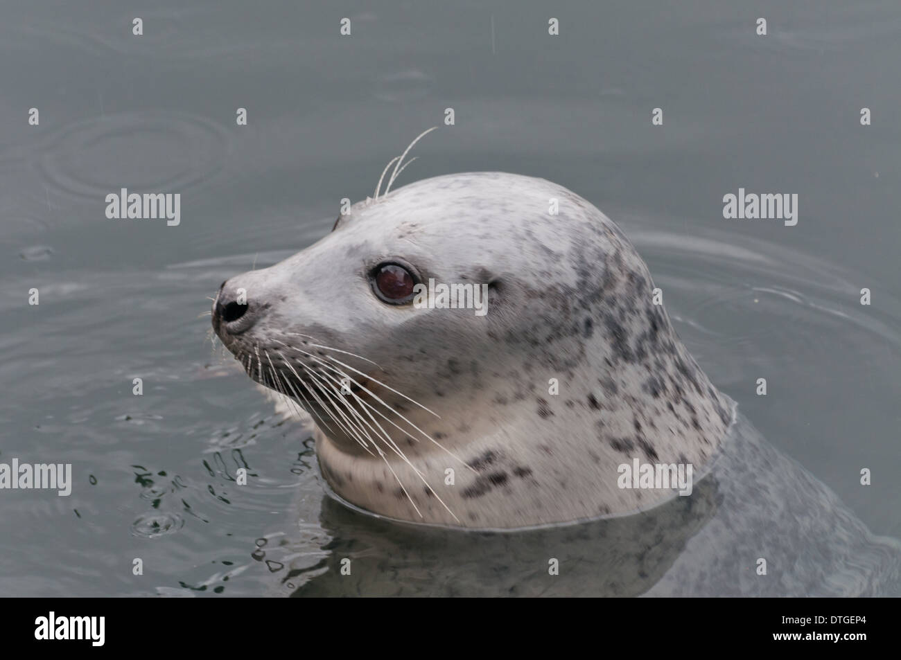 A harbor seal (Phoca vitulina) in Victoria, British Columbia. Canada ...
