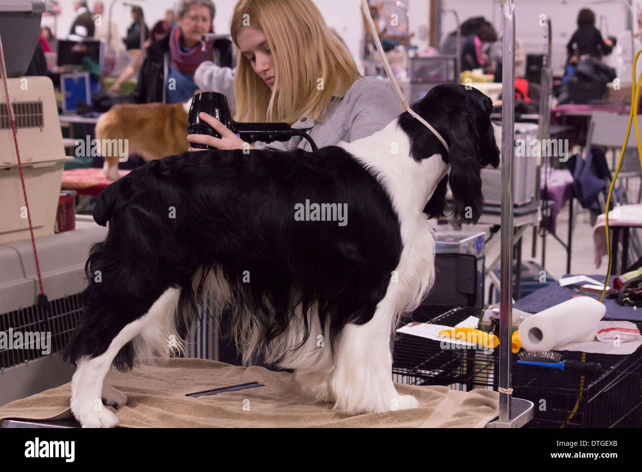 English Springer Spaniel getting a blow dry on the grooming table at ...