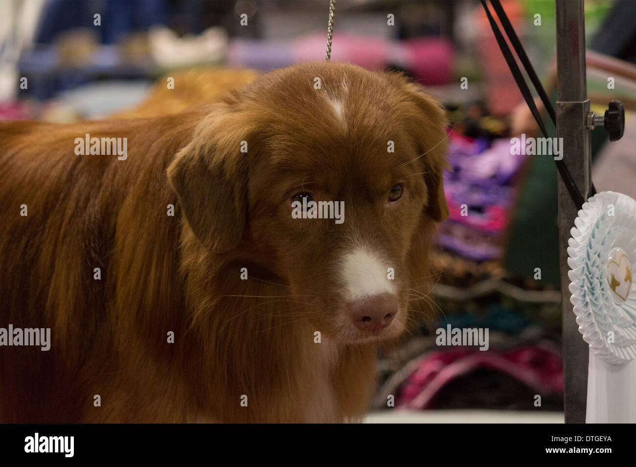 Nova Scotia Duck Tolling Retriever on grooming table with his best of ...