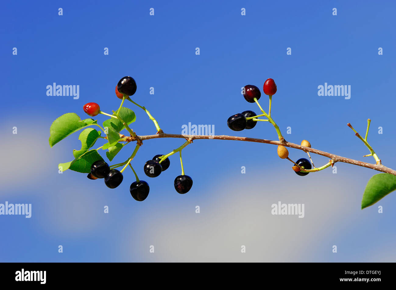 Mahaleb Cherry or St Lucie's Cherry (Prunus mahaleb, Cerasus mahaleb ...