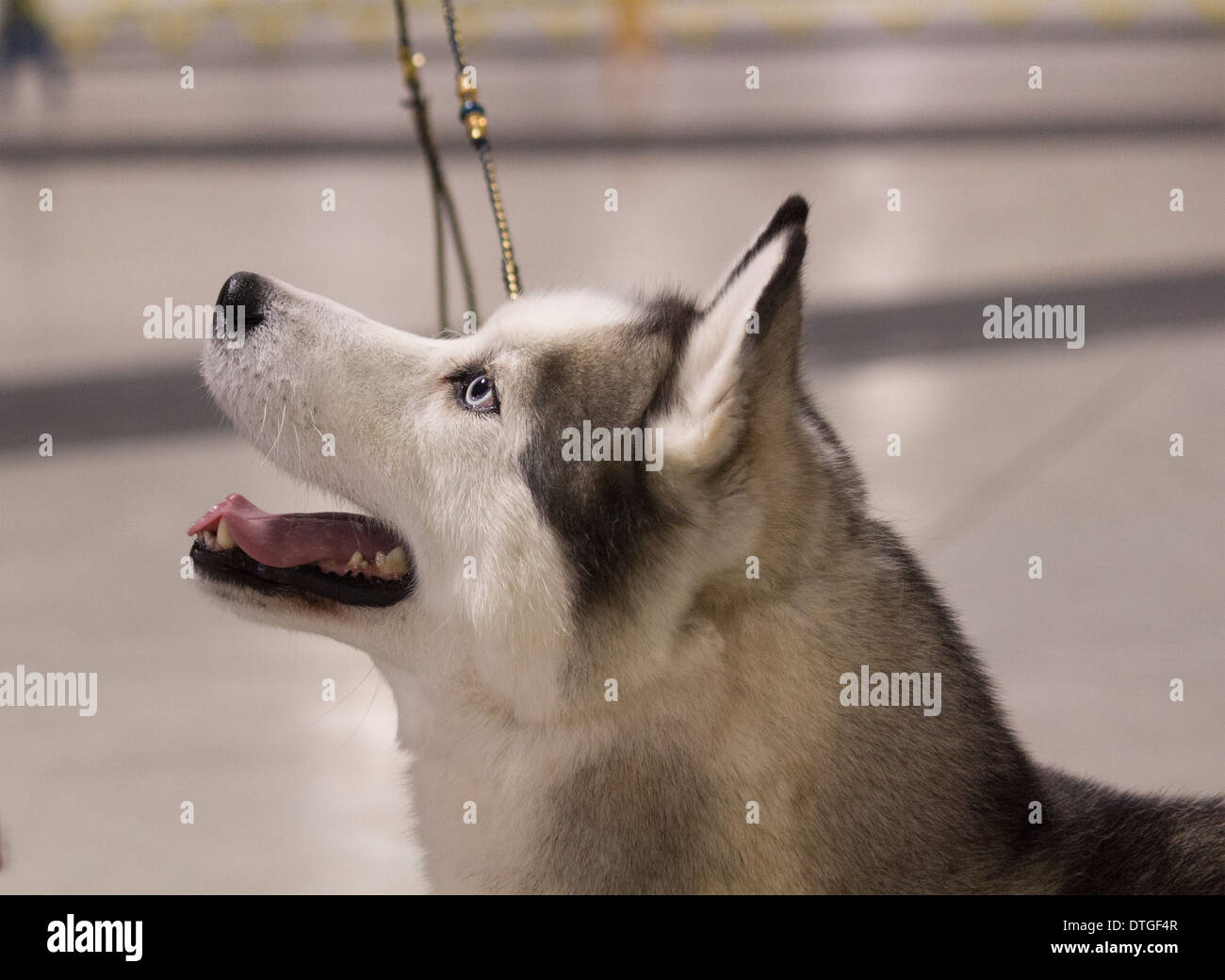 Siberian Husky looking up at handler while in the show ring at the ...