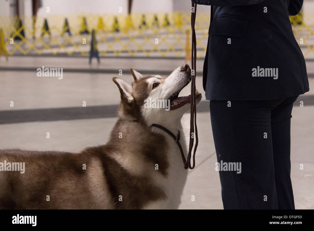 Siberian Husky Dog Dog Show Stock Photos & Siberian Husky Dog Dog Show ...