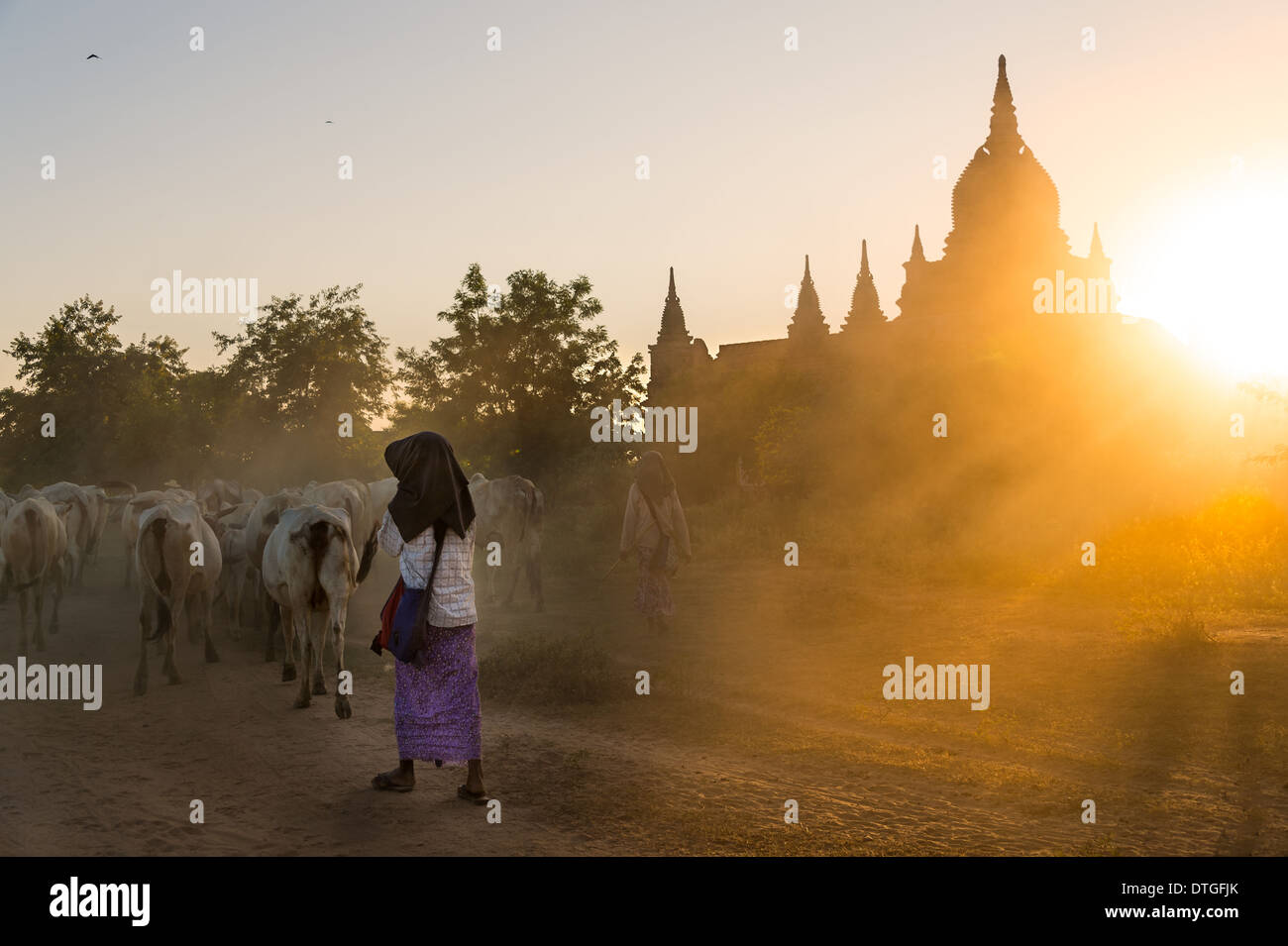 BAGAN, MYANMAR - CIRCA DECEMBER 2013: Farmers driving cattle back to ...