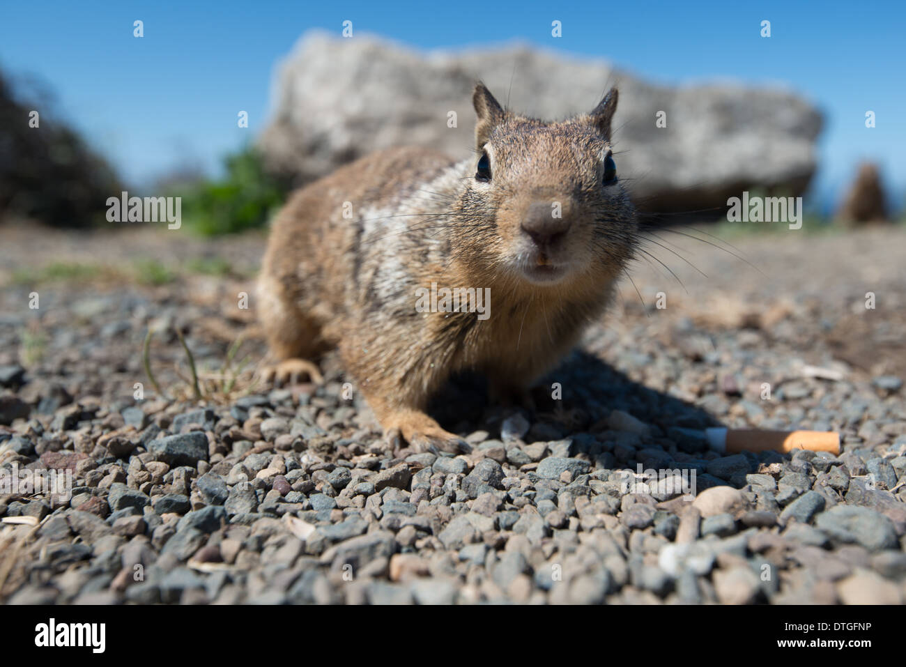 California drumm hi-res stock photography and images - Alamy