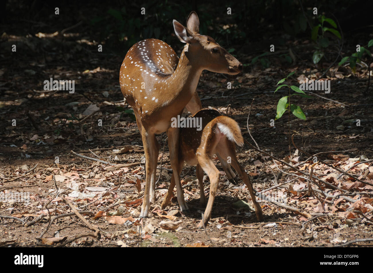 Spotted Deer The chital or cheetal, also known as chital deer, spotted ...