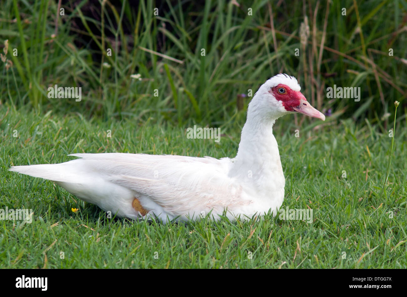 Goose Beak Red High Resolution Stock Photography and Images - Alamy