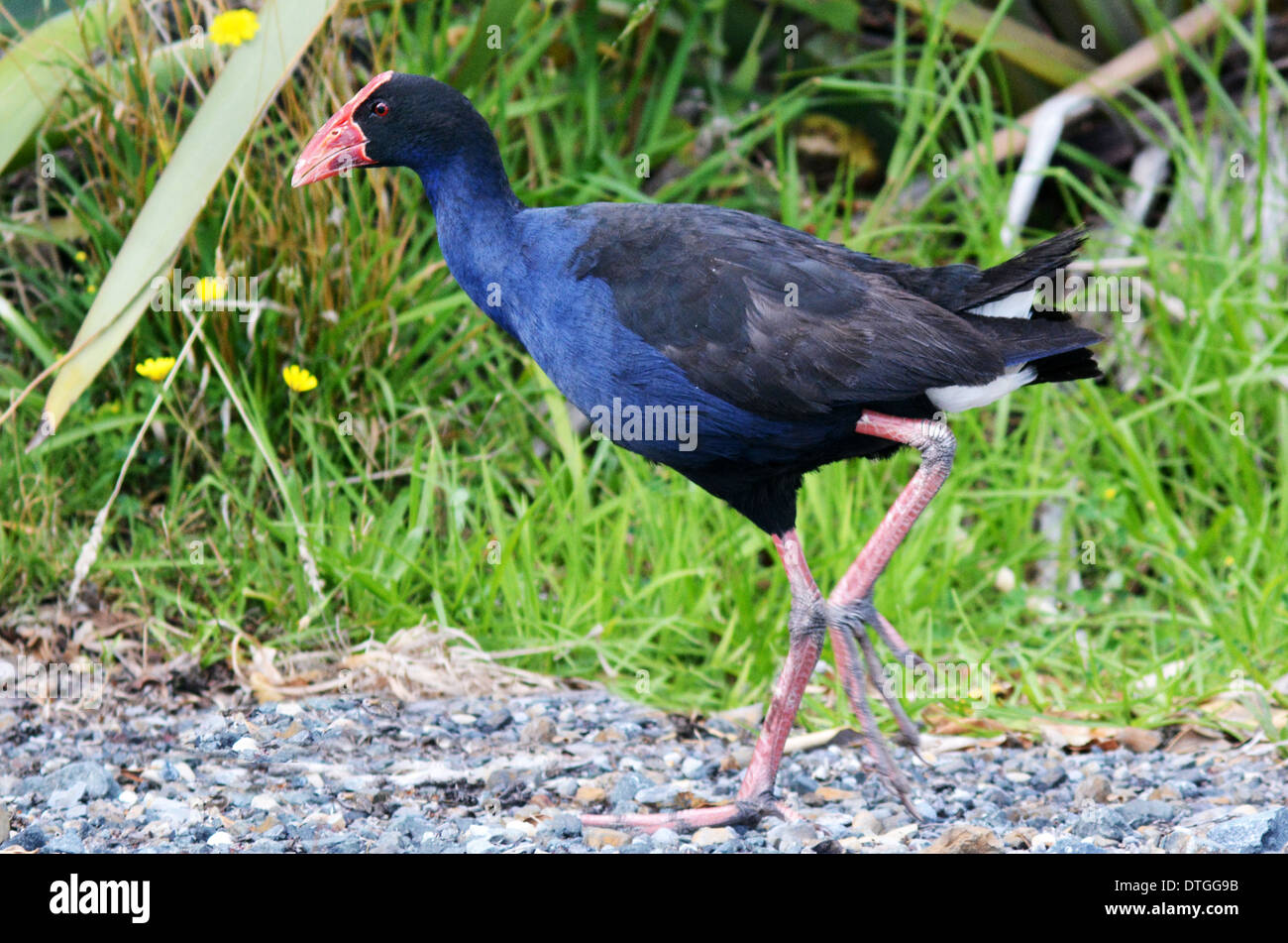 Pukeko Stock Photos & Pukeko Stock Images - Alamy