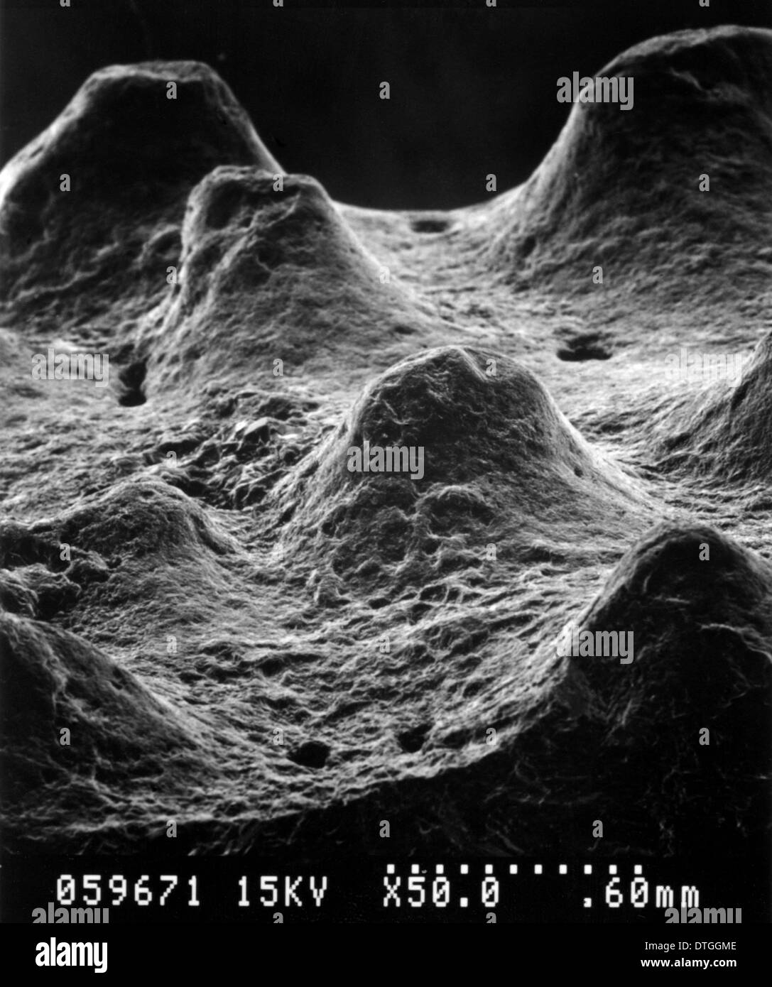 Scanning electron microscope dinosaur hi-res stock photography and ...