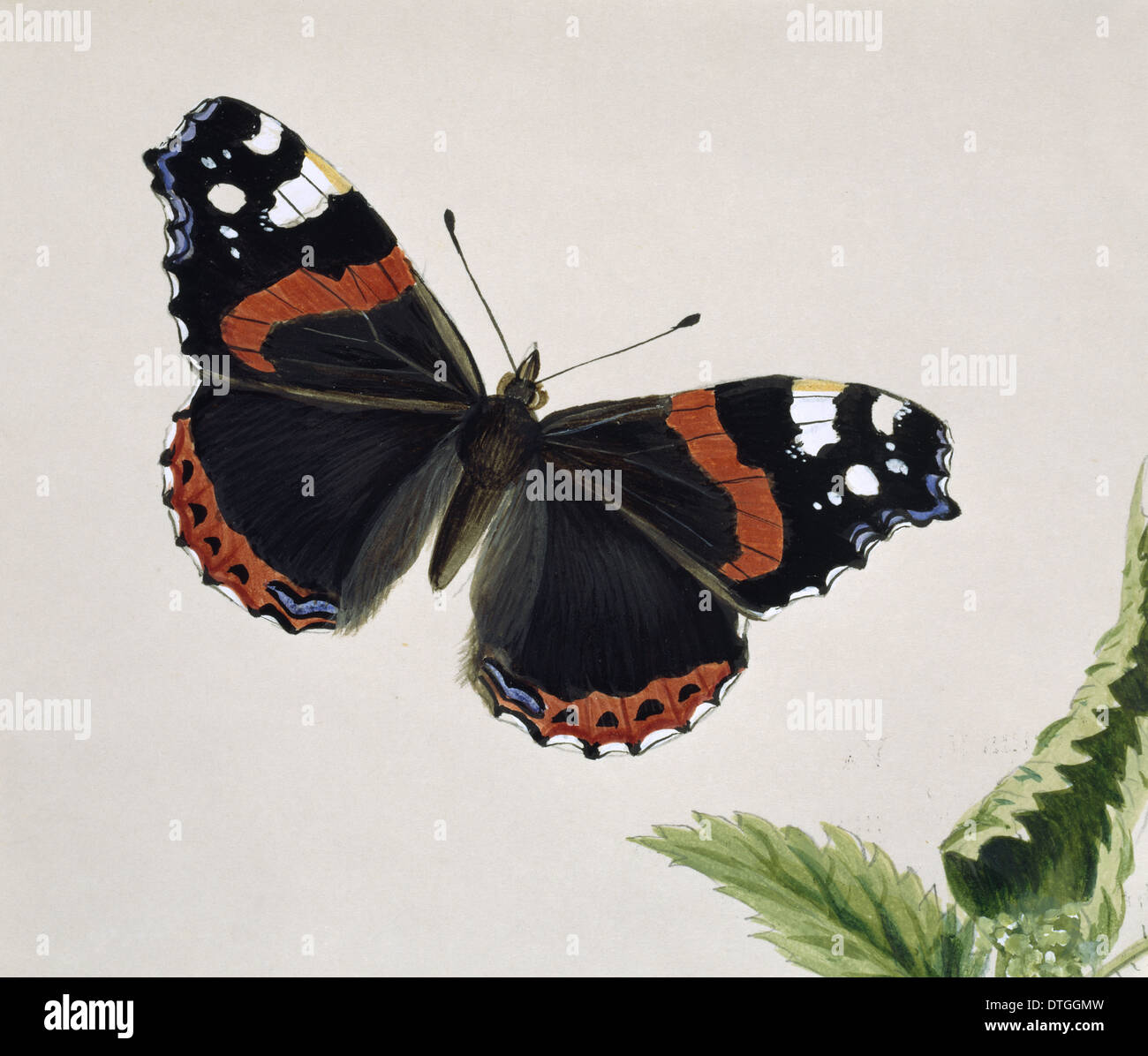 Vanessa atalanta drawing hi-res stock photography and images - Alamy