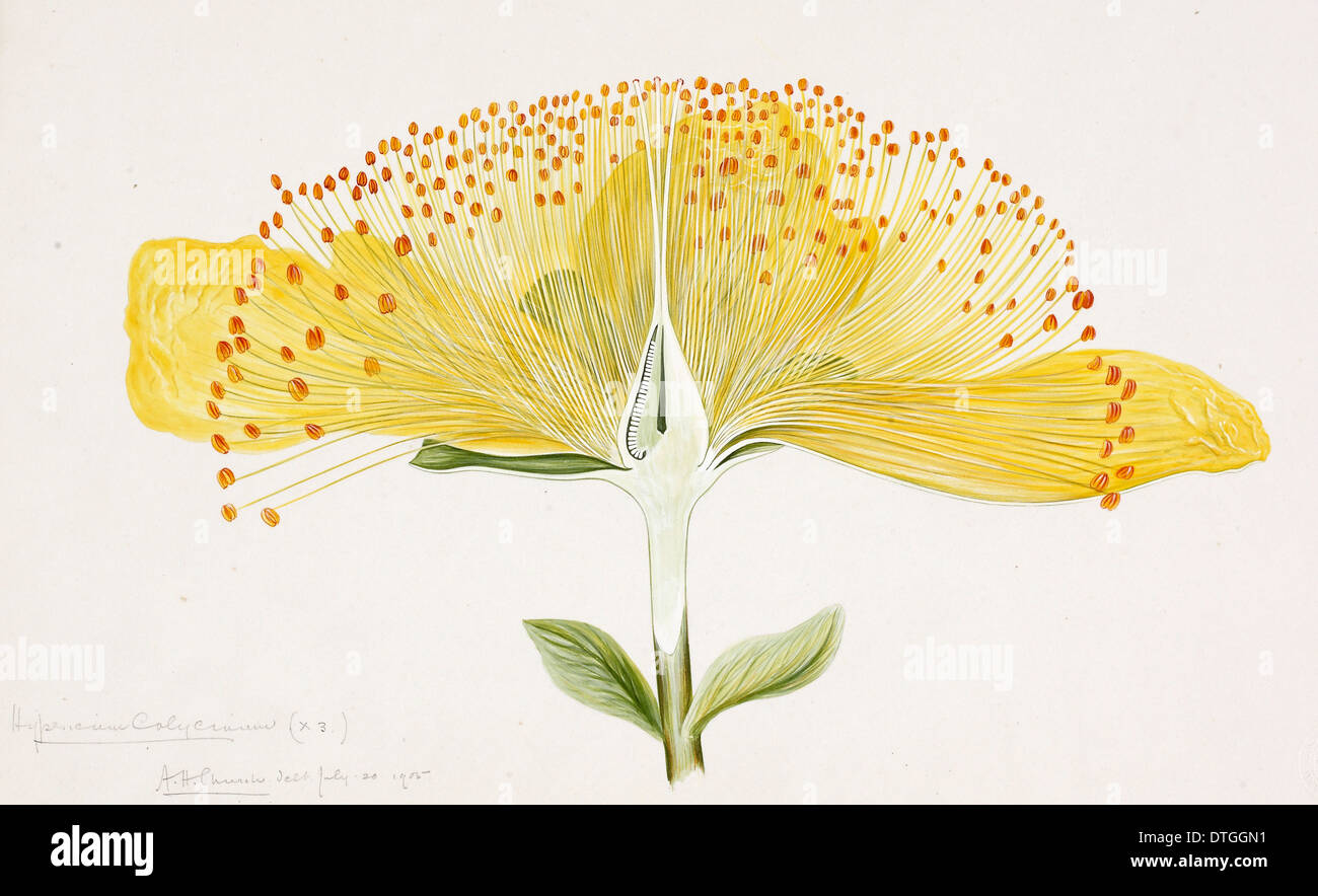 Hypericum hypericum hi-res stock photography and images - Alamy