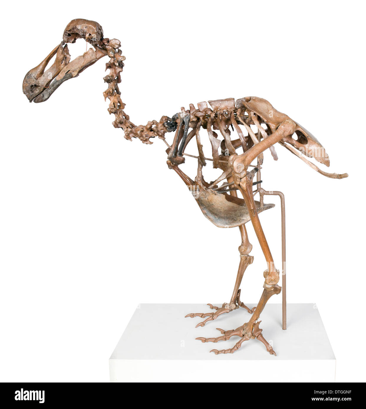 Dodo skeleton Cut Out Stock Images & Pictures - Alamy