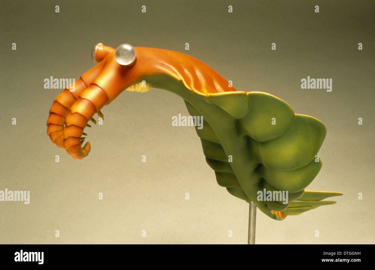 Anomalocaris hi-res stock photography and images - Alamy