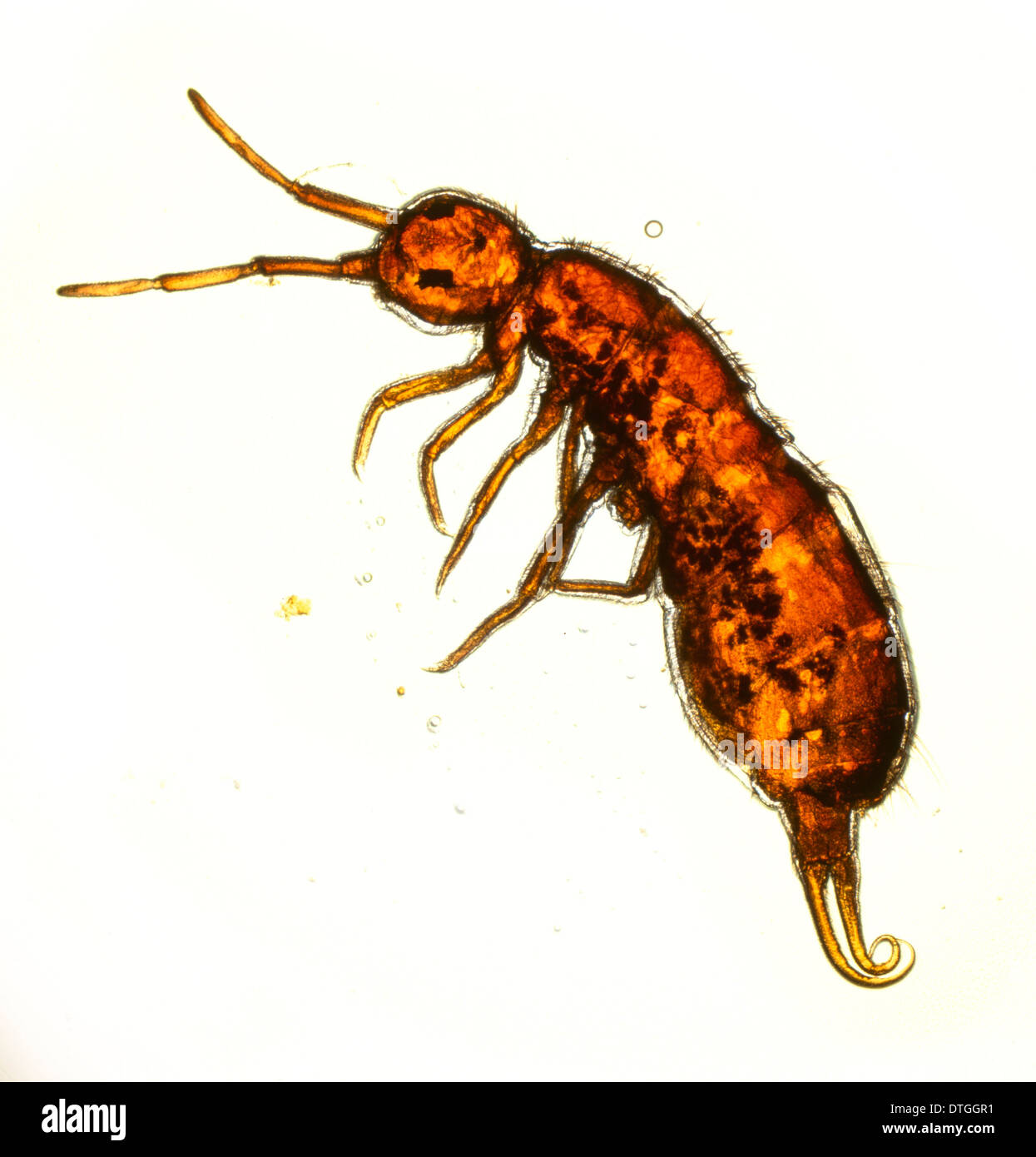 Viridis hi-res stock photography and images - Alamy