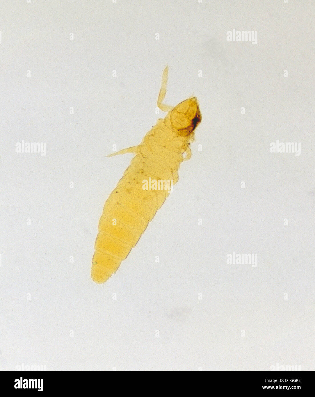 Eosentomon hi-res stock photography and images - Alamy