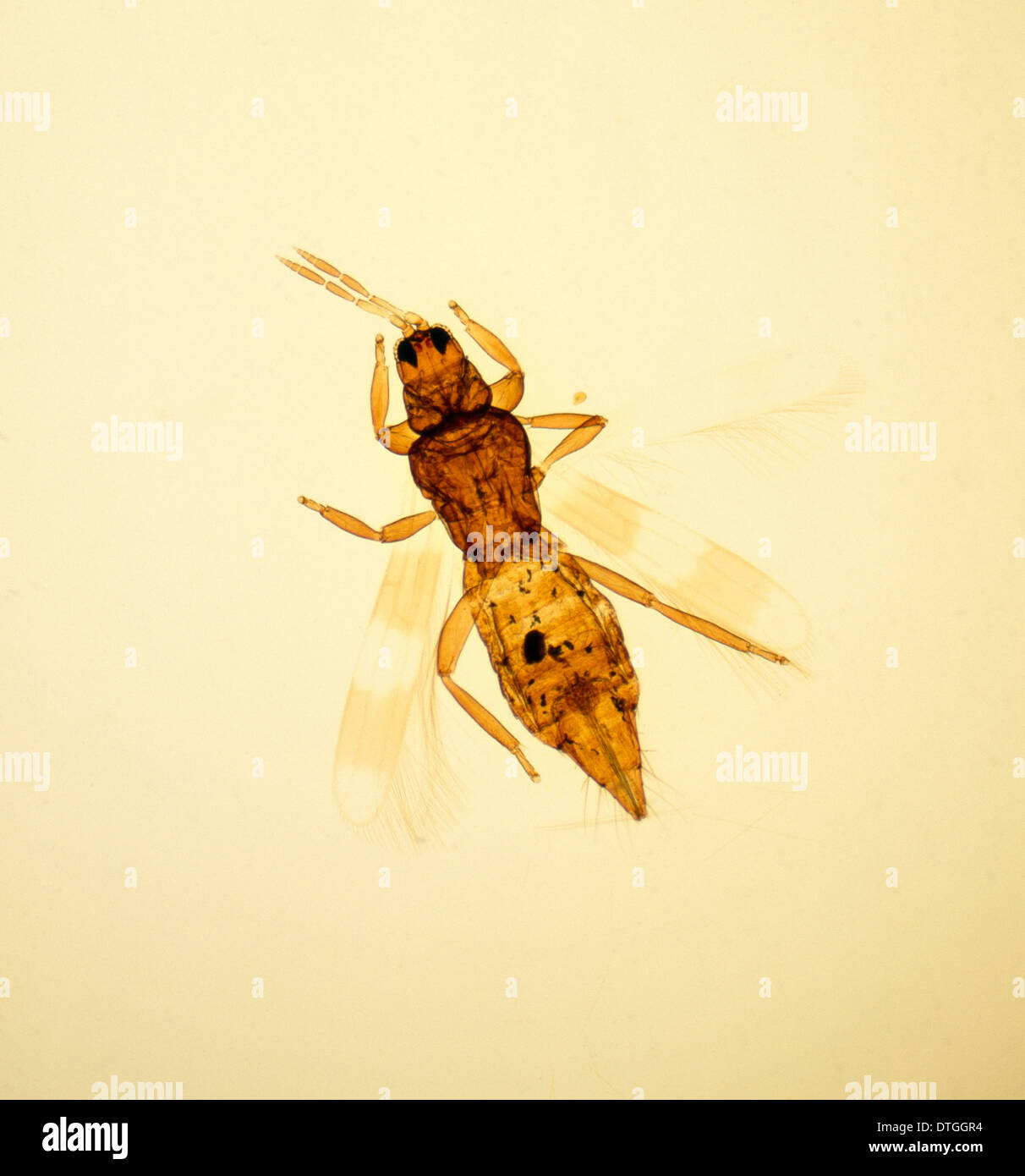 Thrips hi-res stock photography and images - Alamy