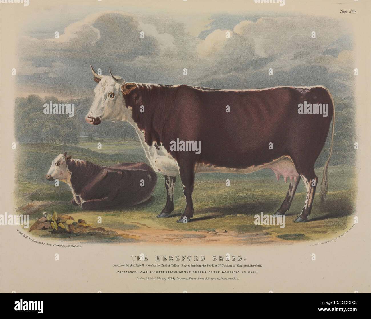 Bos taurus, cattle Stock Photo - Alamy