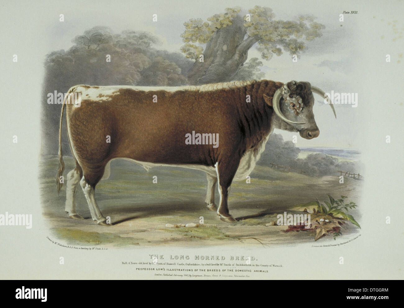 Bos taurus, cattle Stock Photo - Alamy