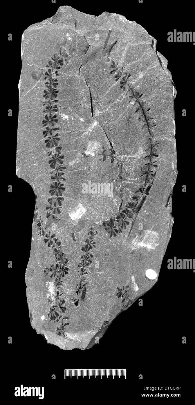 Sphenophyllum Black and White Stock Photos & Images - Alamy