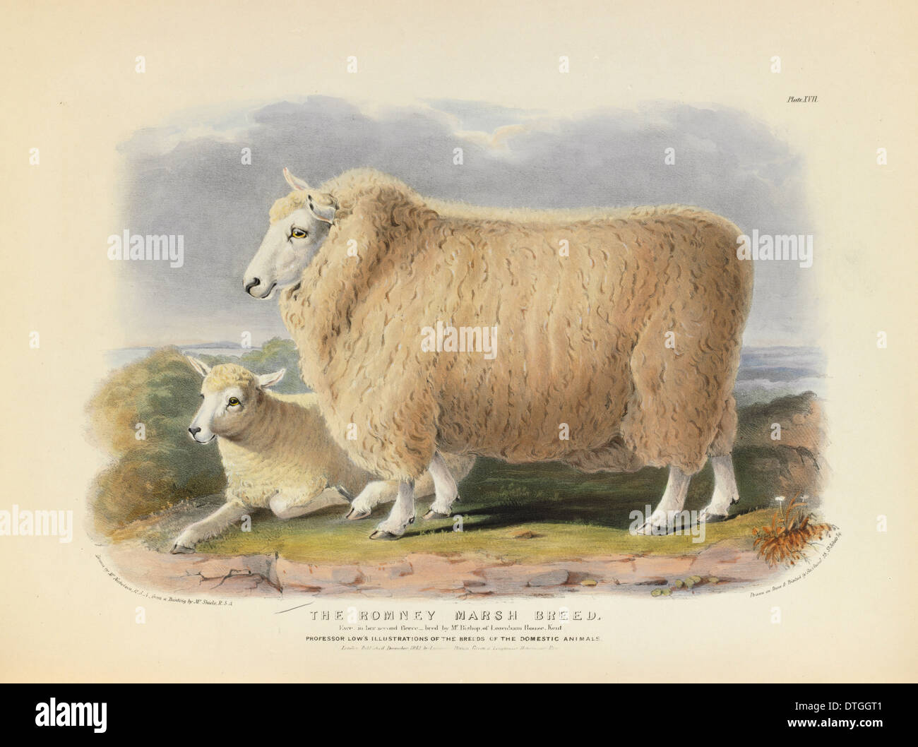 Ovis aries, sheep Stock Photo - Alamy