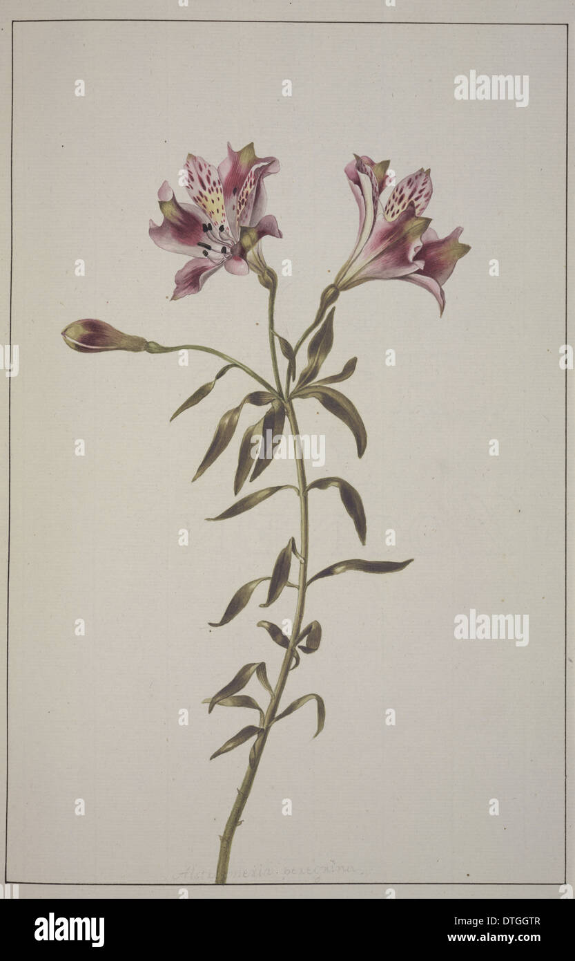 Lily drawing hi-res stock photography and images - Alamy