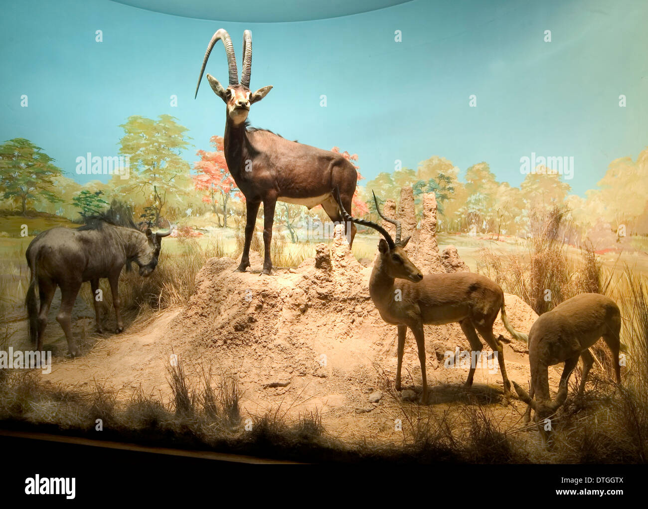 Grassland Ecosystem Diorama