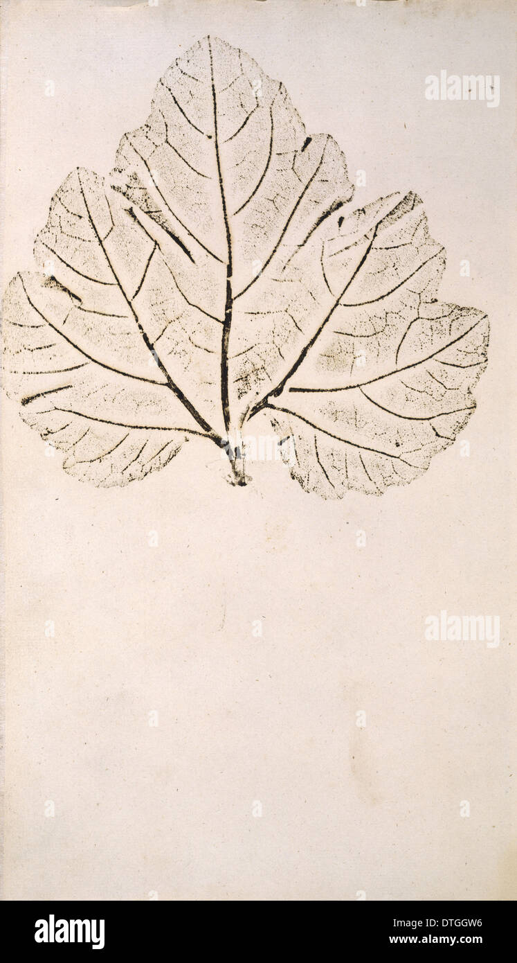 Jane colden hi-res stock photography and images - Alamy