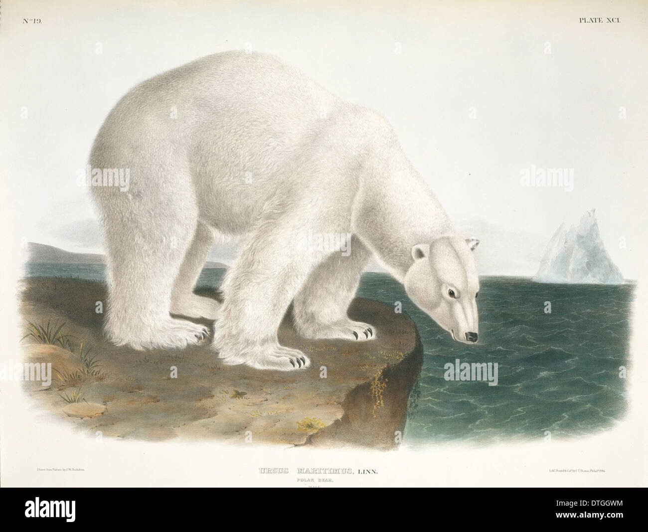 Ursus maritimus, polar bear Stock Photo - Alamy
