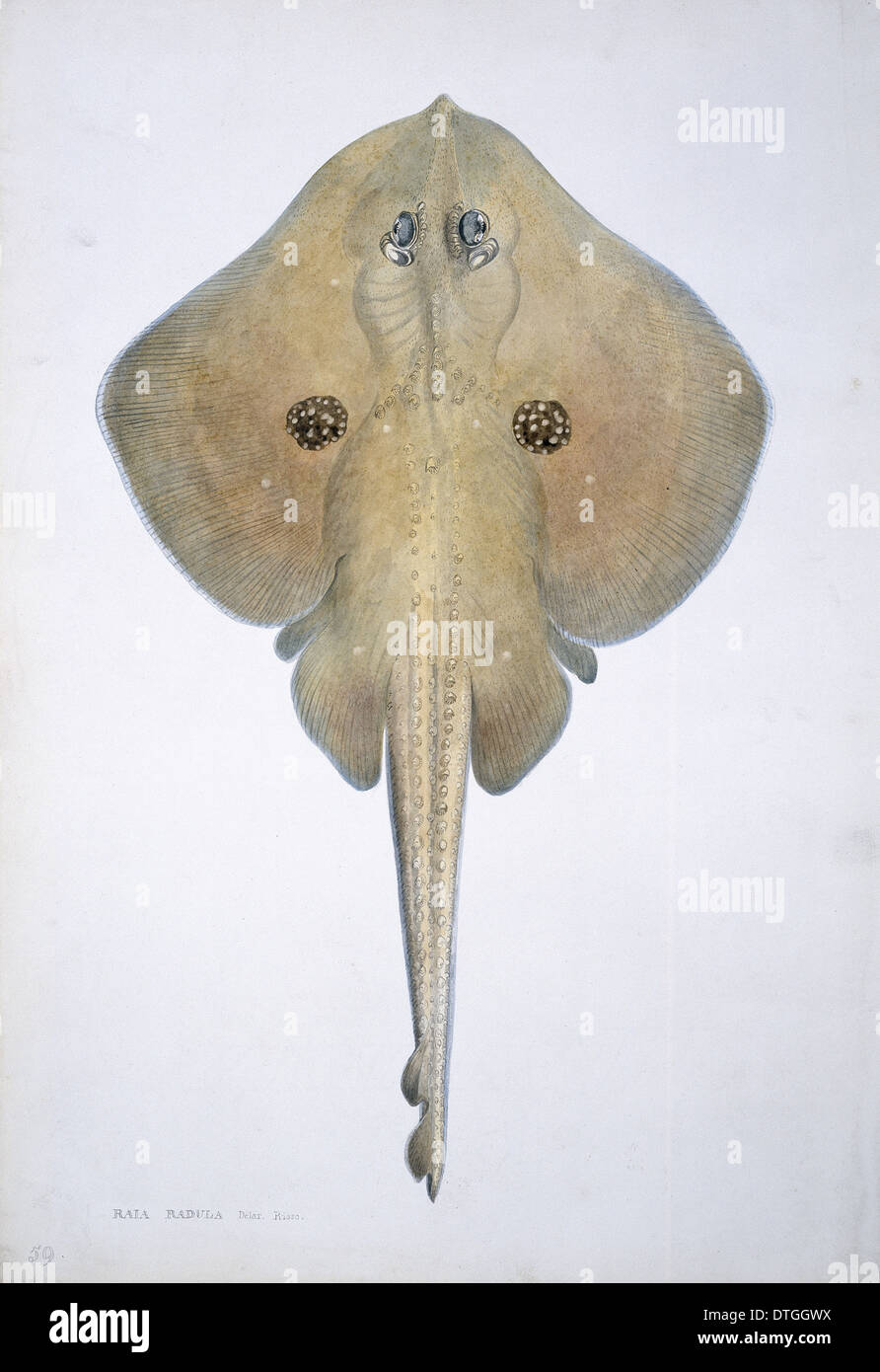 Raja naevus, cuckoo ray Stock Photo - Alamy