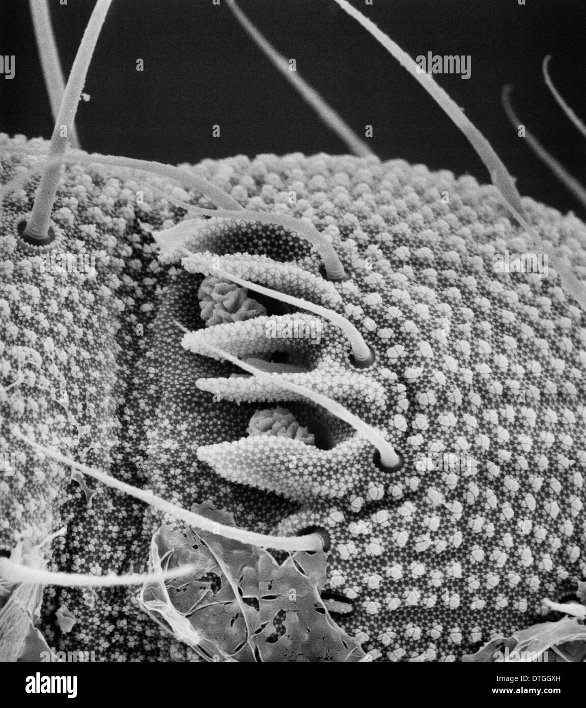 Collembola sp hi-res stock photography and images - Alamy