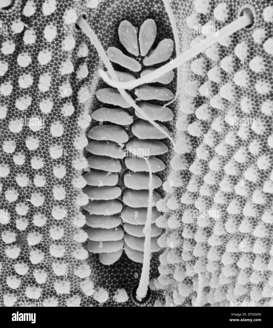 Springtail Black and White Stock Photos & Images - Alamy