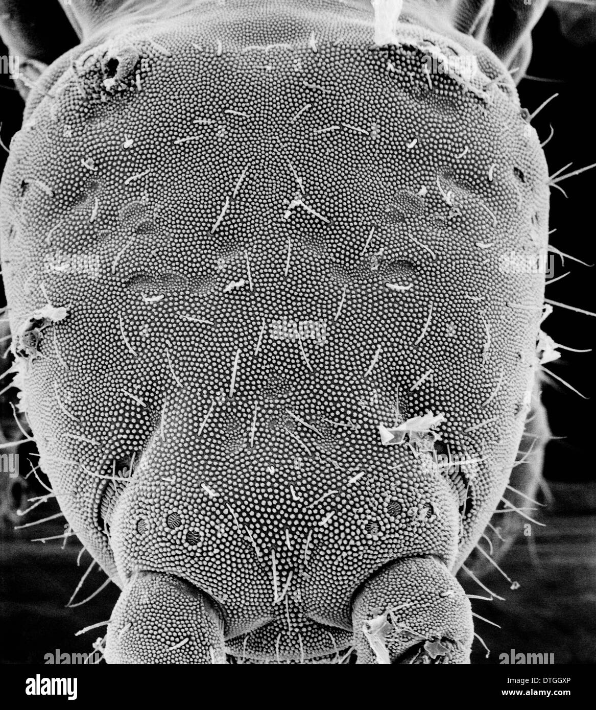 Springtail Black and White Stock Photos & Images - Alamy