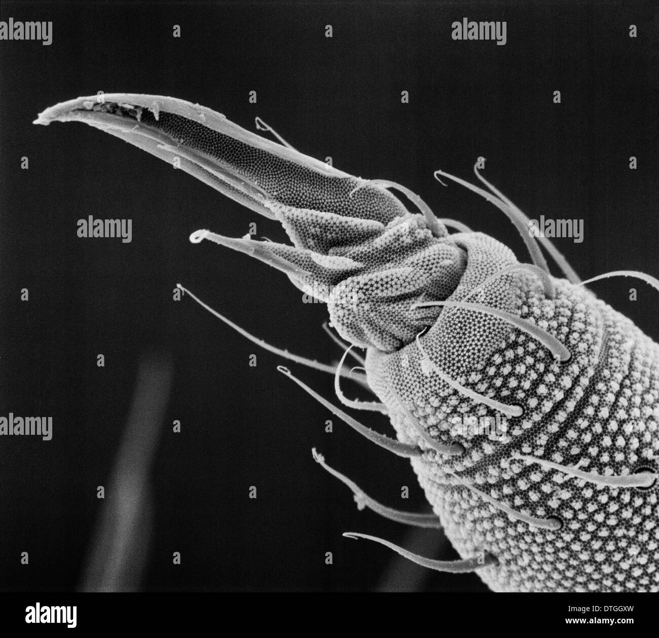 Collembola ocelli, springtail Stock Photo - Alamy