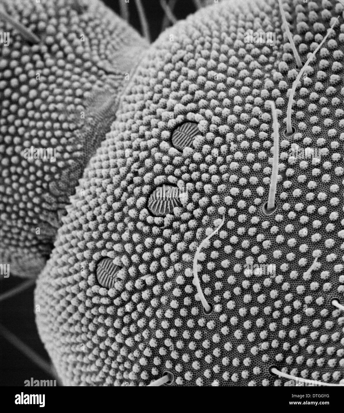 Springtail collembola sp Black and White Stock Photos & Images - Alamy