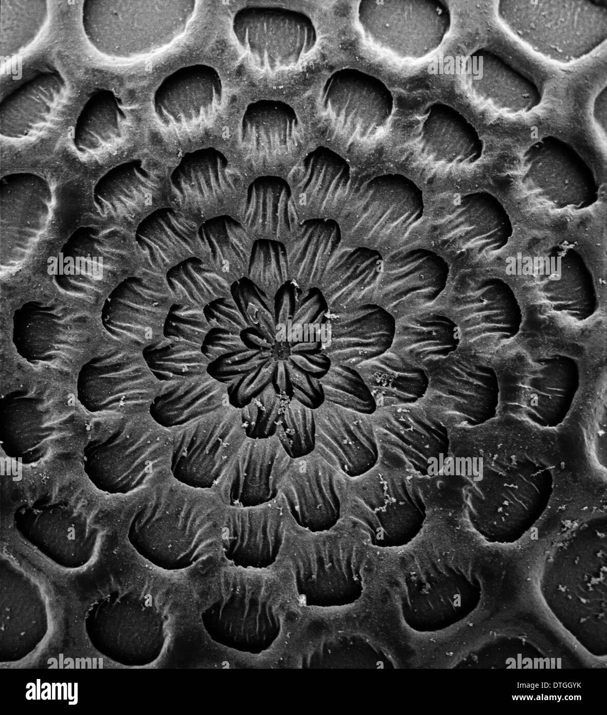 Invertebrate caterpillar egg Black and White Stock Photos & Images - Alamy